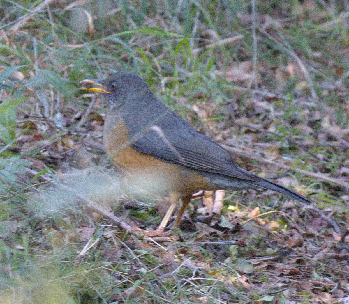 Mount Park – Birds are our Story