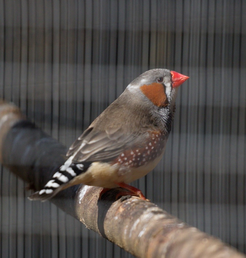 Mount Park – Birds are our Story